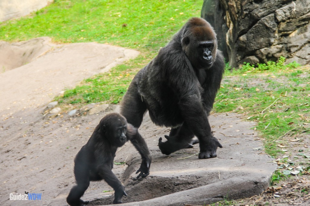 Pangani Forest Exploration Trail | Guide2WDW